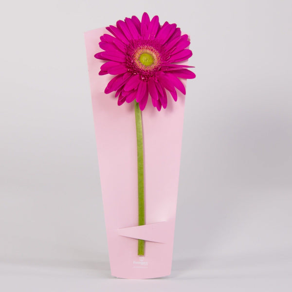 Base plana Te Quiero Mucho (TQM) / Paq. 12pz – BOUQUET DE PAPEL®